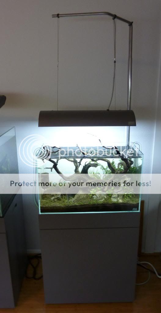 anyone have a 60p setup with a ada stand? | The Planted Tank Forum