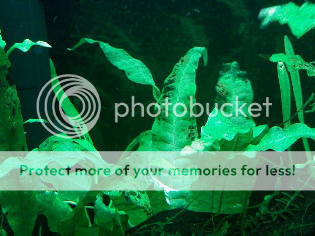 java fern melting! | The Planted Tank Forum