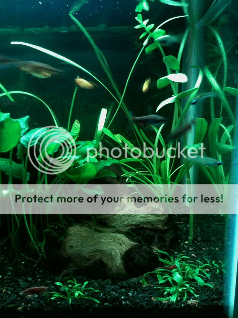 java fern melting! | The Planted Tank Forum