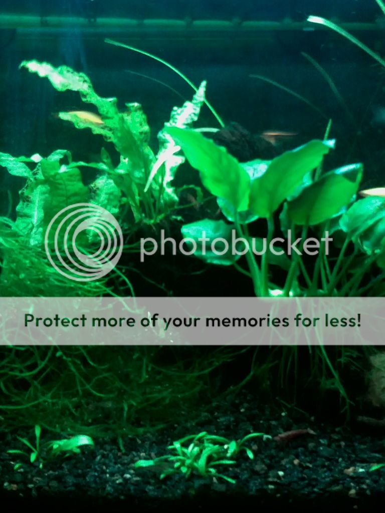 java fern melting! | The Planted Tank Forum