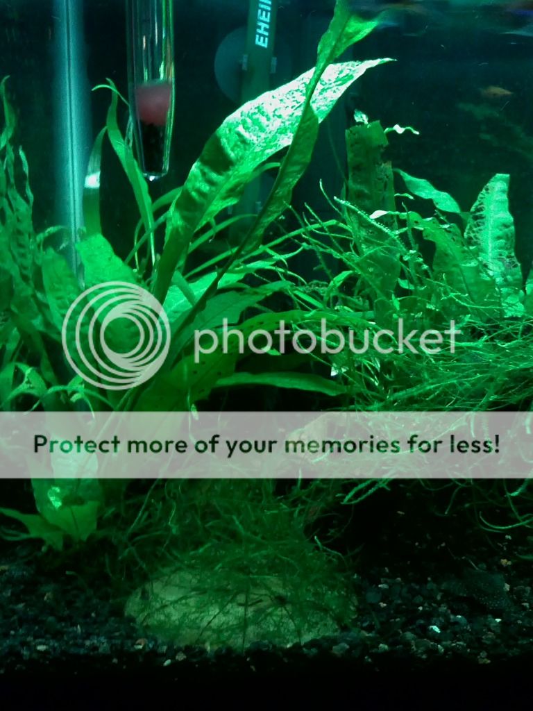 java fern melting! | The Planted Tank Forum